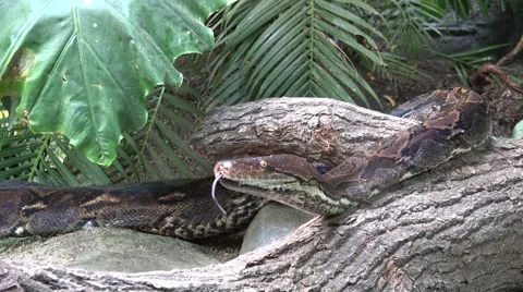 4k Python reticulatus closeup moving and... | Stock Video | Pond5
