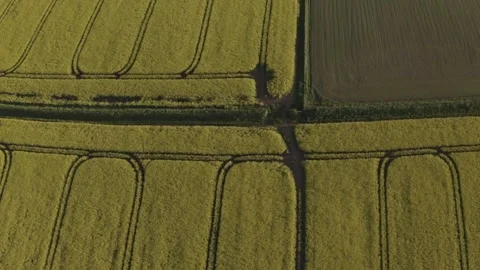 4k Raw flat profile footage of rapeseed ... | Stock Video | Pond5