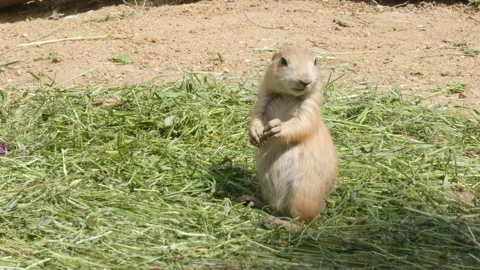 Real Hayst Stock Videos – Royalty-Free HD & 4K Videos | Pond5