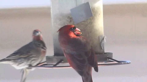 4k Red American Cardinal eating food fro... | Stock Video | Pond5