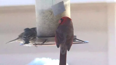 4k Red American Cardinal eating food fro... | Stock Video | Pond5