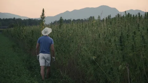 Marijuana Field Stock Footage ~ Royalty Free Stock Videos | Pond5