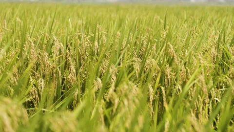 4K Rice Plants Rice Field Ready Harvest ... | Stock Video | Pond5
