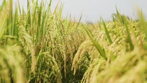 4K Rice Plants Rice Field Ready Harvest ... | Stock Video | Pond5