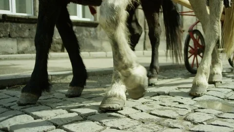 Carriage Stock Footage ~ Royalty Free Stock Videos | Pond5