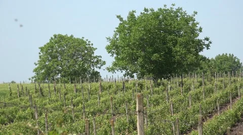 4K Rows of Vines Grapes, View Eco Fruits... | Stock Video | Pond5