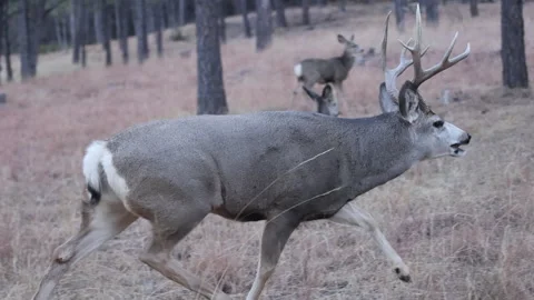 4K Running trotting mule deer buck chasi... | Stock Video | Pond5