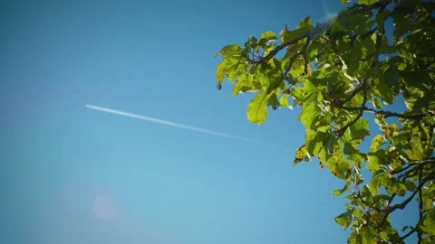 4K scenic shot of tree branches with a p... | Stock Video | Pond5