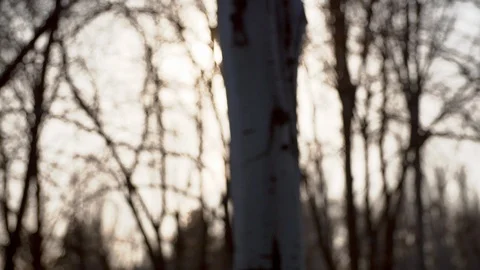 4K screen shot of winter white birch wit... | Stock Video | Pond5
