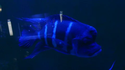 4K Sea Life big blue fish in aquarium | Stock Video | Pond5