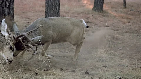 4K Serious buck fight between two rival ... | Stock Video | Pond5