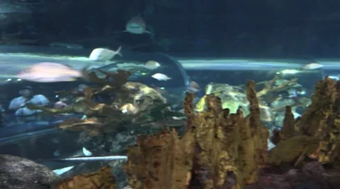 4K Shark and Varied Fish in Salt Water A... | Stock Video | Pond5