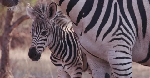 4K shot of cute baby zebra foal and moth... | Stock Video | Pond5
