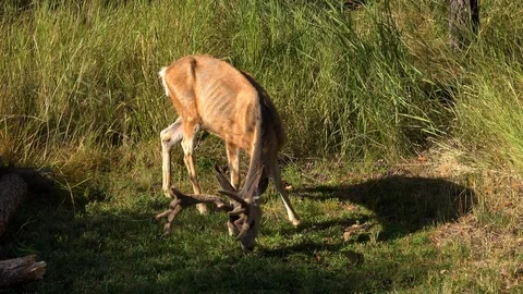 Mule Deer Buck Stock Video Footage | Royalty Free Mule Deer Buck Videos ...