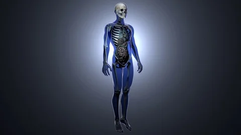 4K Sick Internal Organs and Skeleton in ... | Stock Video | Pond5