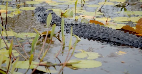4K Slow Motion: Alligator Swimming in Wa... | Stock Video | Pond5