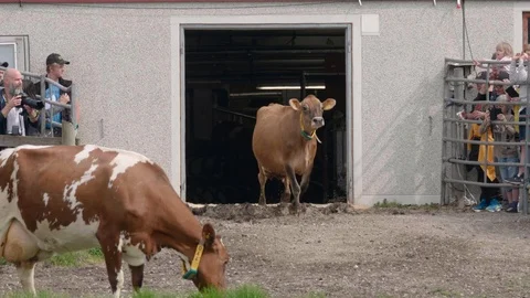 4K SLOW MOTION Of Cow Jumping And Mooing... | Stock Video | Pond5