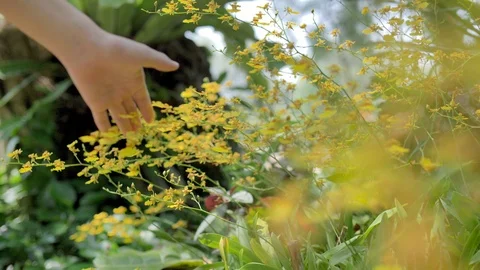 4K Slow motion Female hand touch orchid ... | Stock Video | Pond5