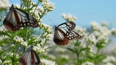 Flying Tiger Stock Videos – Royalty-Free HD & 4K Videos | Pond5