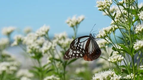 Flying Tiger Stock Videos – Royalty-Free HD & 4K Videos | Pond5