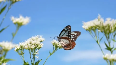 Flying Tiger Stock Videos – Royalty-Free HD & 4K Videos | Pond5