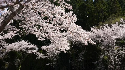 Cherry Dance Stock Videos – Royalty-Free HD & 4K Videos | Page 3