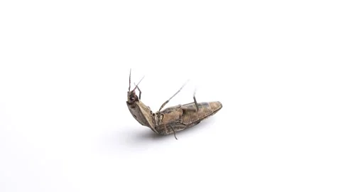 Click This Video Stock Videos – Royalty-Free HD & 4K Videos | Pond5