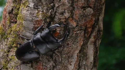 4K slow motion video of a giant stag bee... | Stock Video | Pond5