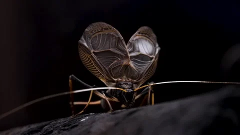 4K slow motion video of ticks walking ar... | Stock Video | Pond5