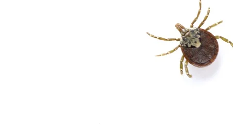 Ticks 4K Stock Videos – Royalty-Free HD & 4K Videos