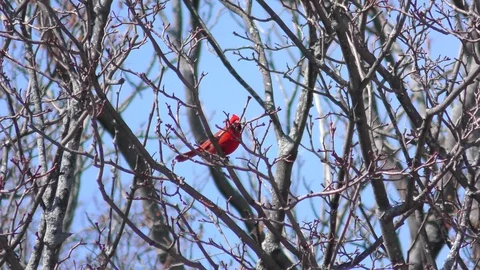 Sounds Of Songbird Stock Videos – Royalty-Free HD & 4K Videos