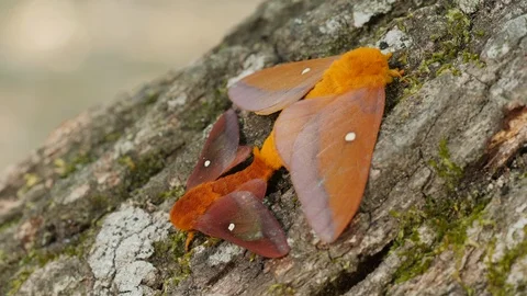 4K Southern Pink-striped Oakworm Moths (... | Stock Video | Pond5