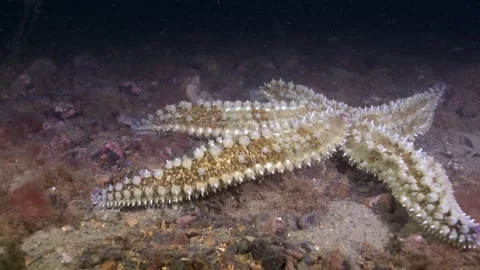 4K Spiny starfish moving across the seaf... | Stock Video | Pond5