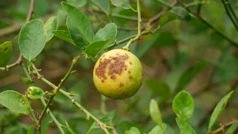 Spoiled Lemon Stock Video Footage | Royalty Free Spoiled Lemon Videos ...