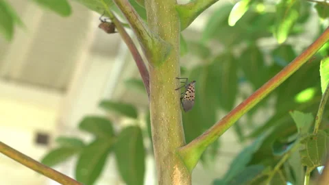 4K Spotted Lantern Fly on Tree | Stock Video | Pond5