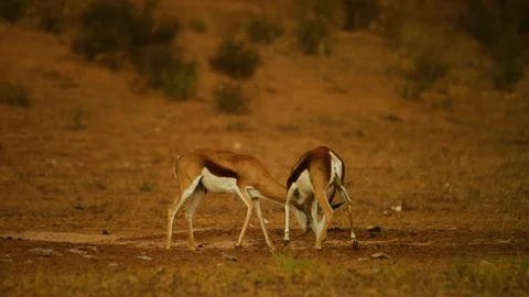 Springbok Stock Video Footage | Royalty Free Springbok Videos | Pond5