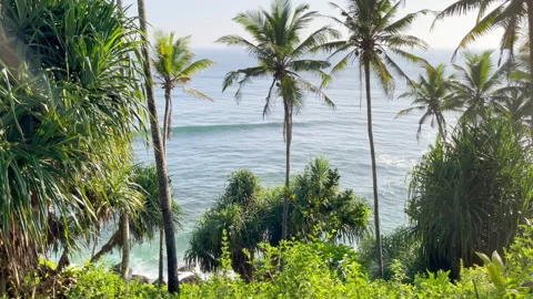 4K static footage of palm trees at ocean... | Stock Video | Pond5