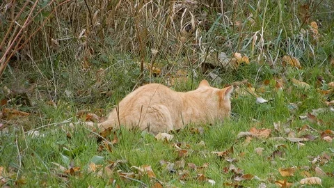 Pounce Stock Video Footage | Royalty Free Pounce Videos | Pond5