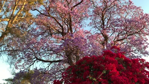 4K sunset video of Jacaranda trees flowe... | Stock Video | Pond5