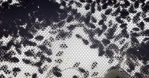 4K. Swarm of ladybird bugs insects movin... | Stock Video | Pond5