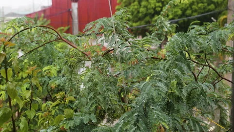 4K Tamarin Green Leaves On Tree Branch I... | Stock Video | Pond5