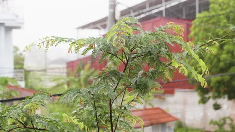 4K Tamarin Green Leaves On Tree Branch I... | Stock Video | Pond5