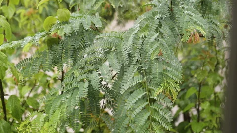 4K Tamarin Green Leaves On Tree Branch I... | Stock Video | Pond5
