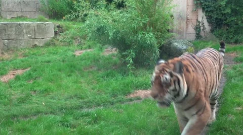 4k Tiger running closeup to camera in ur... | Stock Video | Pond5