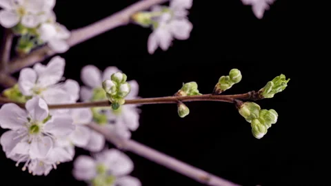 4K Time Lapse of flowering Cherry flower... | Stock Video | Pond5