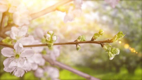 4K Time Lapse of flowering Cherry flower... | Stock Video | Pond5