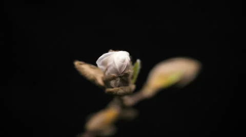 4K Time Lapse, Magnolia Bud Opening To F... | Stock Video | Pond5