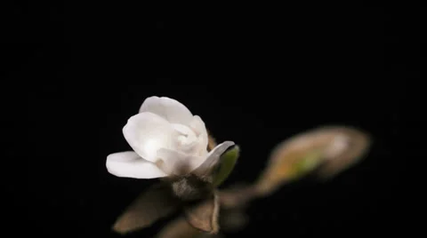 4K Time Lapse, Magnolia bud opening to f... | Stock Video | Pond5