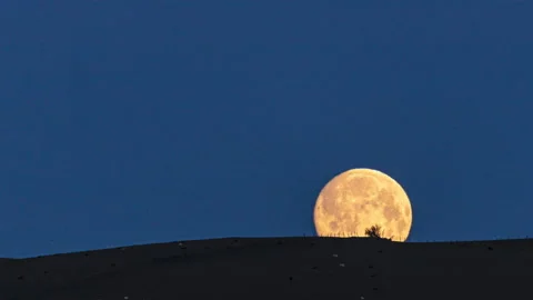 Hunt4K Full Video Stock Videos – Royalty-Free HD & 4K Videos