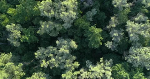 4K top view above aerial green forest | Stock Video | Pond5